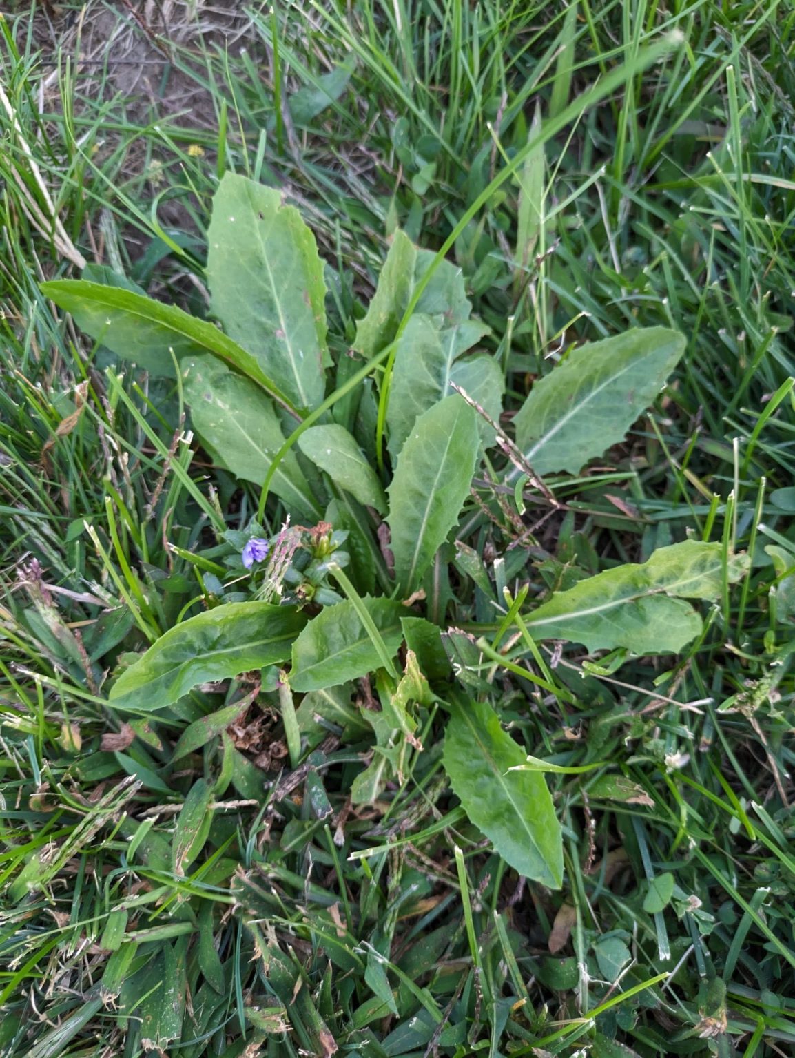 Identifying Common Lawn Weeds in Ontario | Neighbours Lawn Care