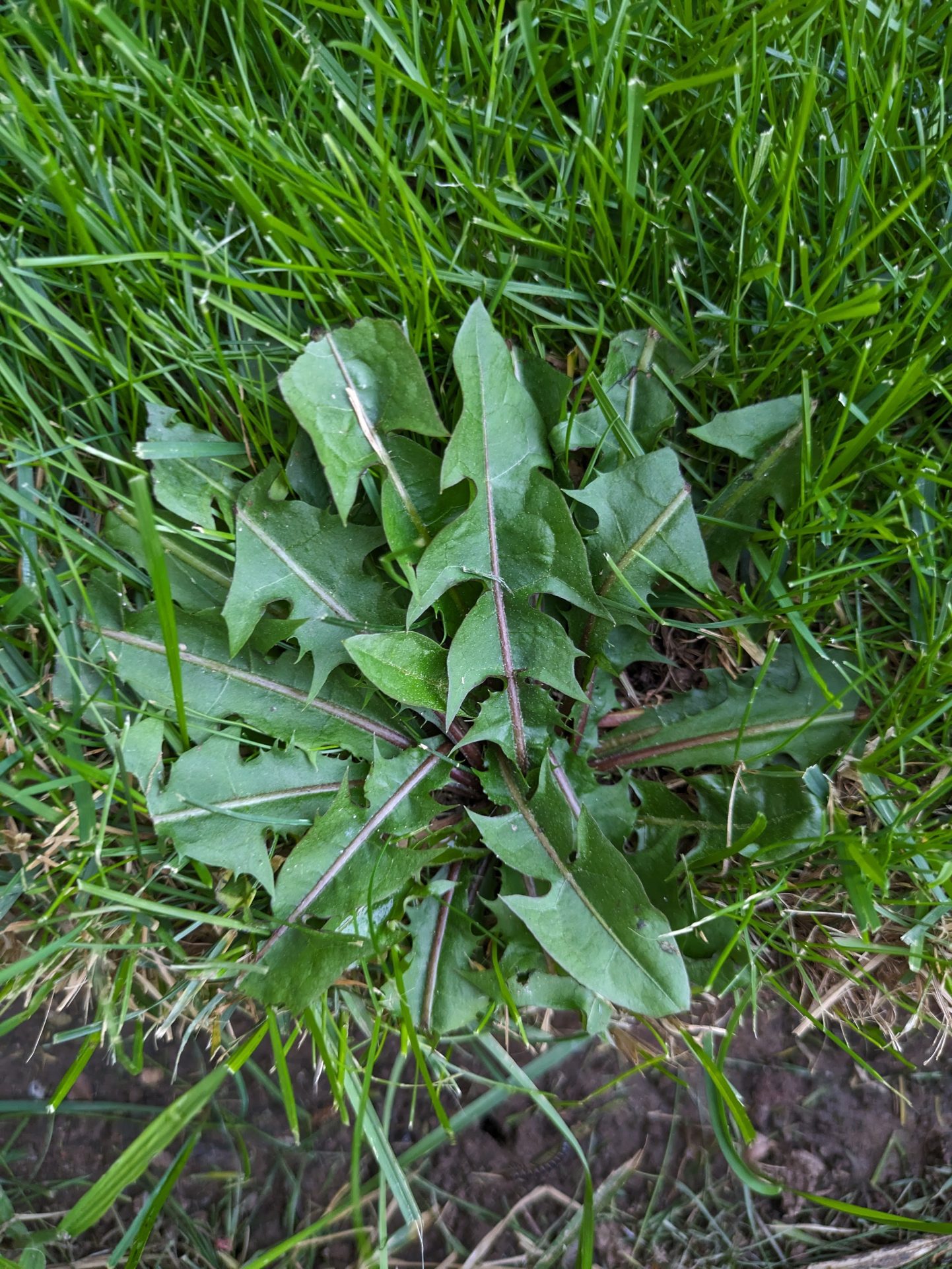 Identifying Common Lawn Weeds in Ontario | Neighbours Lawn Care