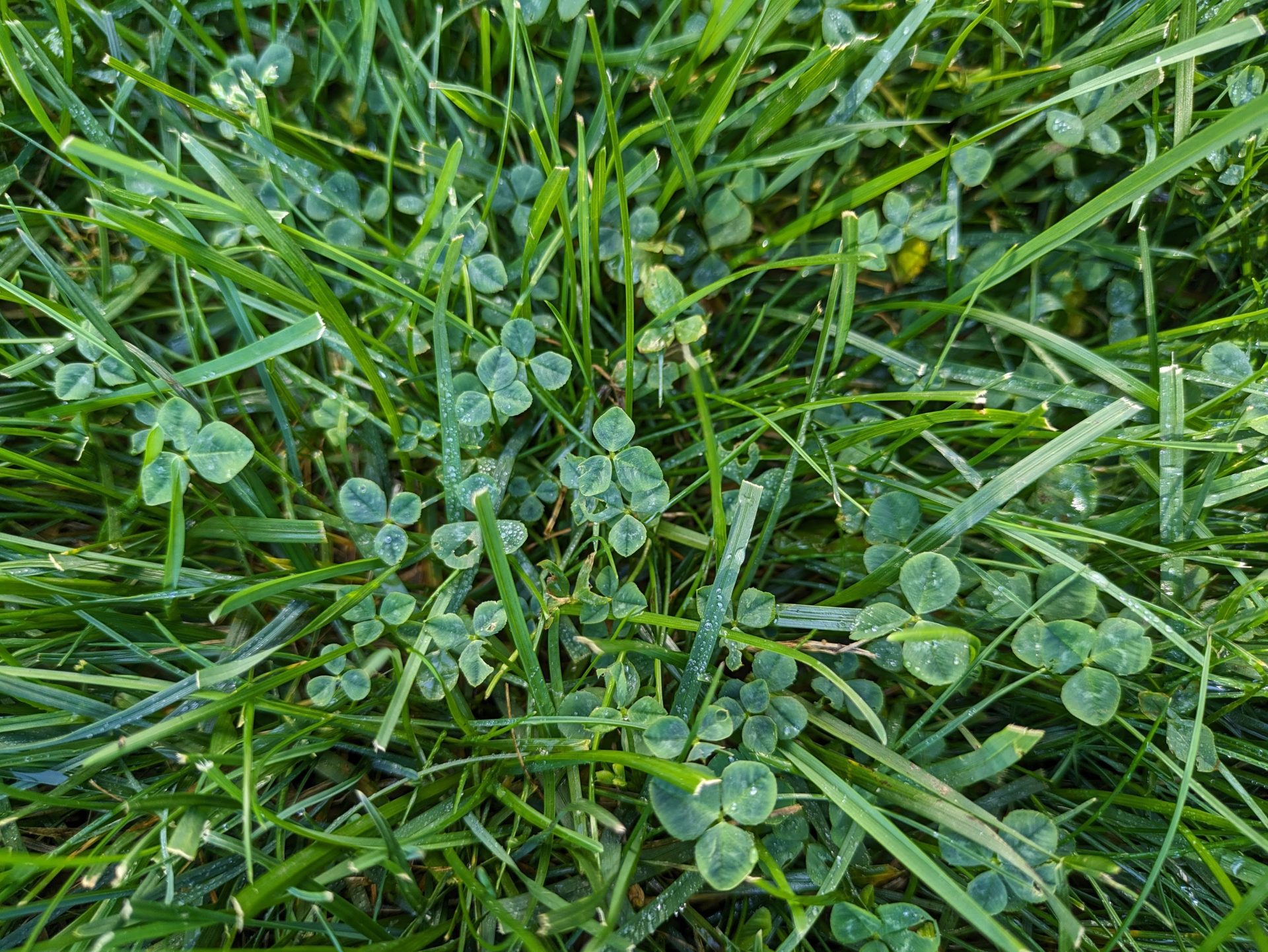 Identifying Common Lawn Weeds in Ontario | Neighbours Lawn Care