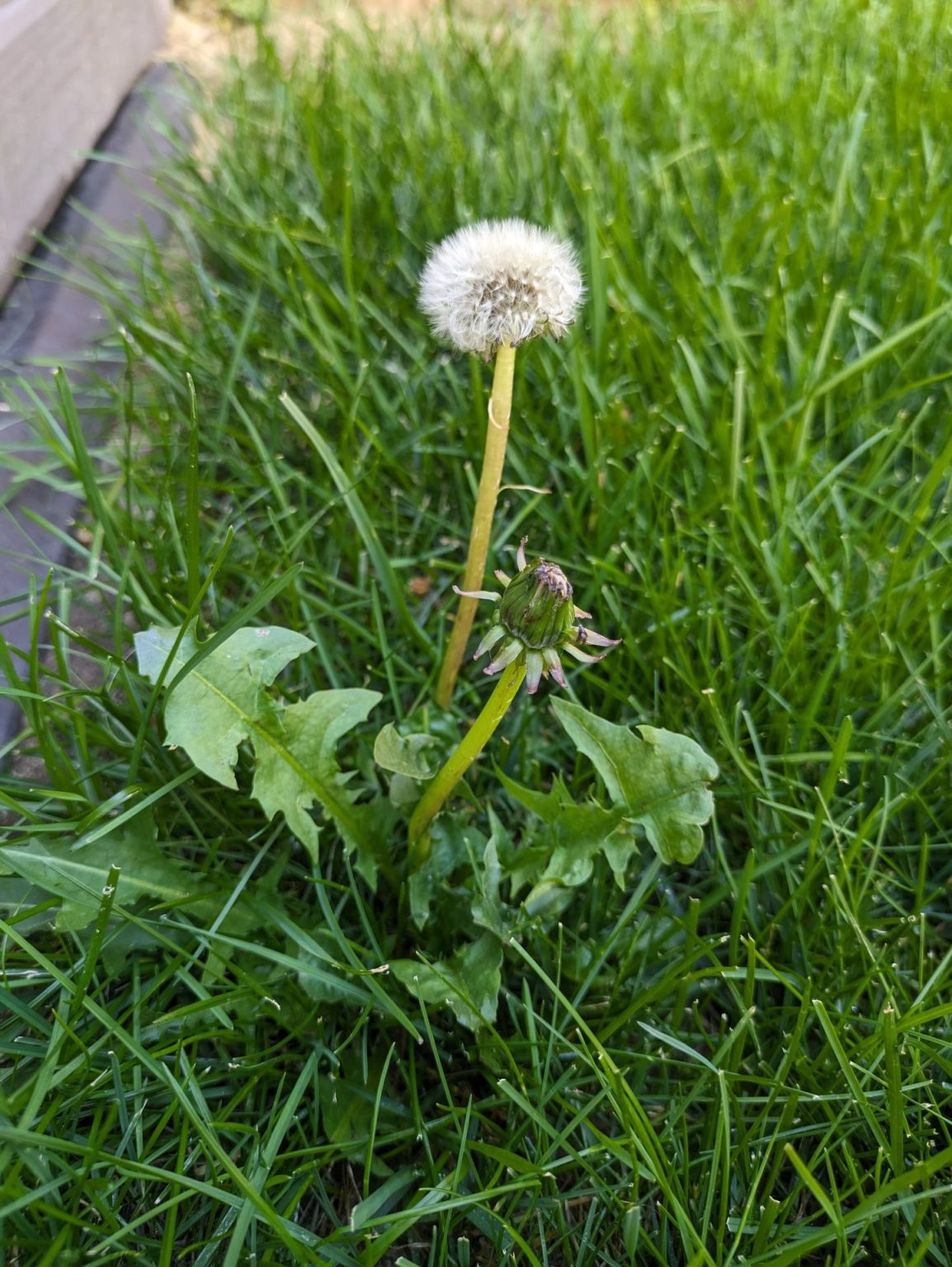 Identifying Common Lawn Weeds in Ontario | Neighbours Lawn Care