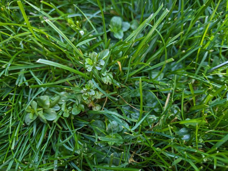 Identifying Common Lawn Weeds in Ontario | Neighbours Lawn Care