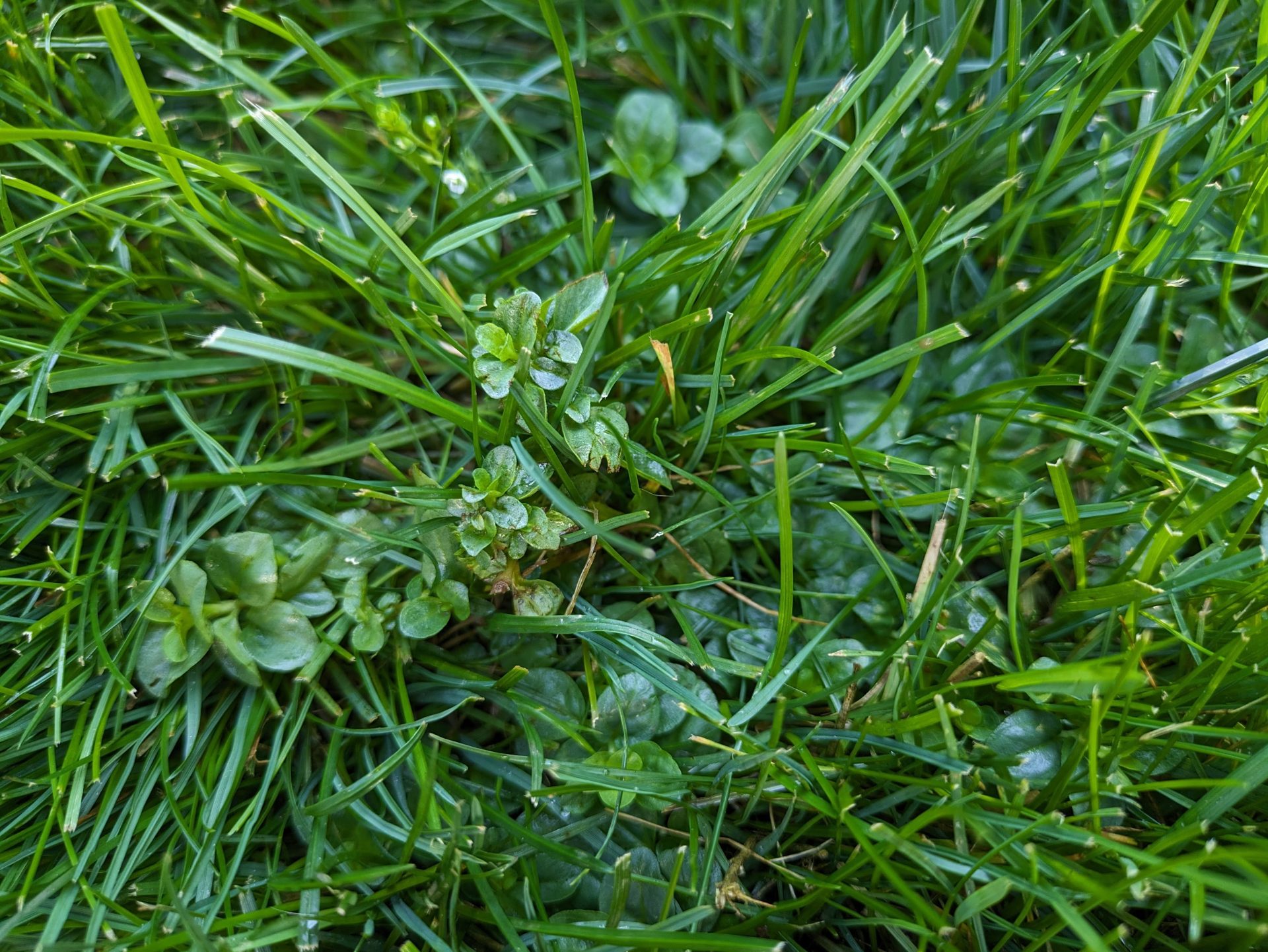 Identifying Common Lawn Weeds in Ontario | Neighbours Lawn Care