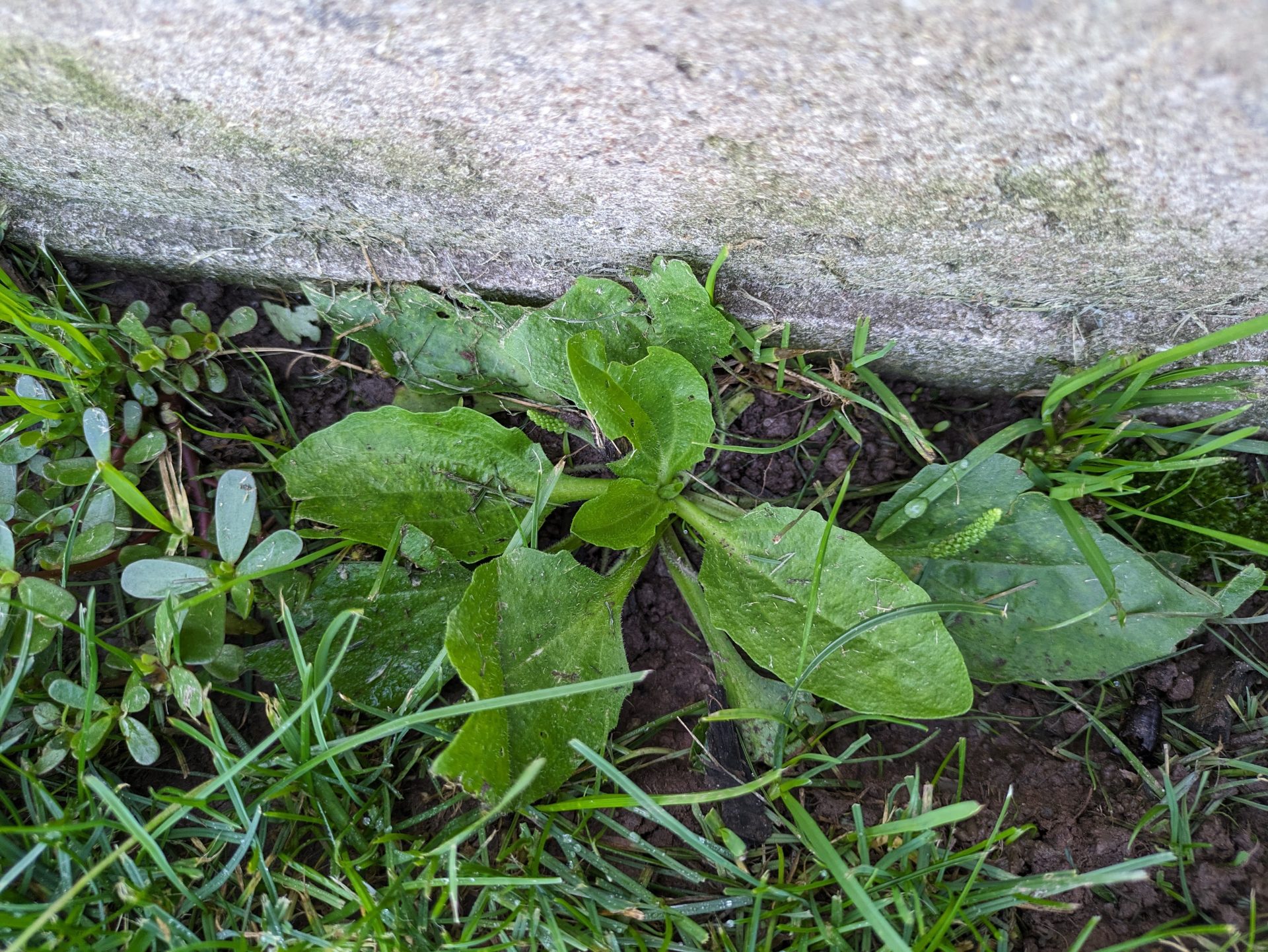 Identifying Common Lawn Weeds in Ontario | Neighbours Lawn Care