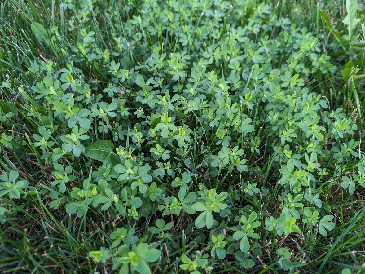 Identifying Common Lawn Weeds in Ontario | Neighbours Lawn Care